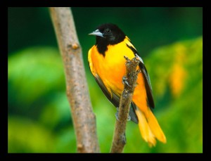 Peace Poem – Chinese Part 1 | IngPeaceProject.com