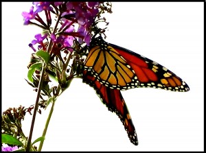 Monarch and Swallowtail Butterflies – IngPeaceProject.com