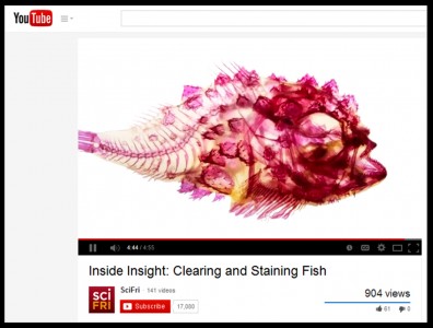 Science Friday on Clearing and Staining Fish | IngPeaceProject.com