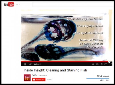Science Friday on Clearing and Staining Fish | IngPeaceProject.com