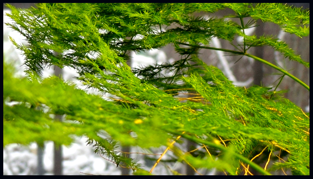 Snow, Fern and Green Leaves – IngPeaceProject.com
